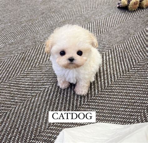 푸들분양푸들입양푸들분양중강아지분양소애견분양일산애견샵일산강아지분양토이푸들분양크림푸들분양책임분양강아지무료분양인천강아지분양서울강아지분양파주강아지분양김포