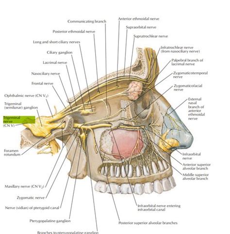 اعصاب مغزی 12 گانه و نحوه عصبدهی آنها Medicallearning