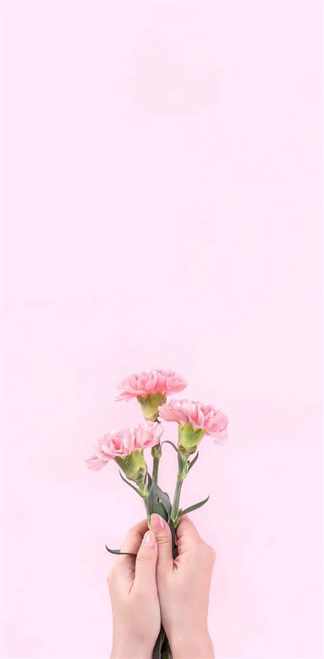 500 Aesthetic Light Pink Backgrounds Trang Nhã Và Lãng Mạn Cho Nhiều