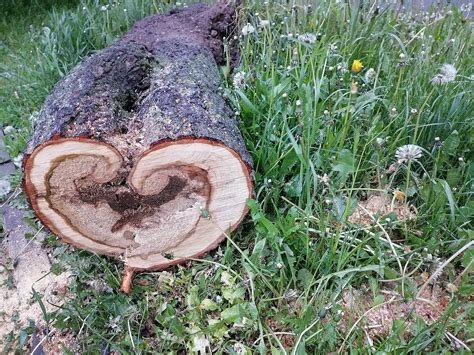 Pădure Copac Taie Văzut Portbagaj Fotografie Gratuită Pe Pixabay