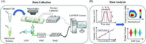 Schematic Of The Microfluidic Flow Cytometry Platform For Counting Download Scientific Diagram