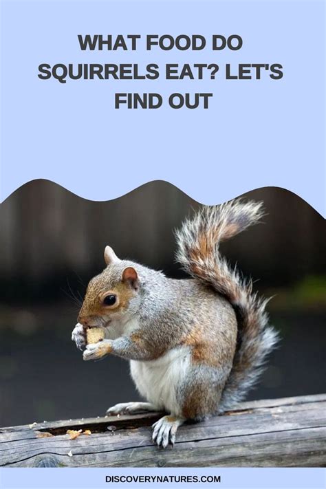 What Do Squirrels Eat Discover Their Diet