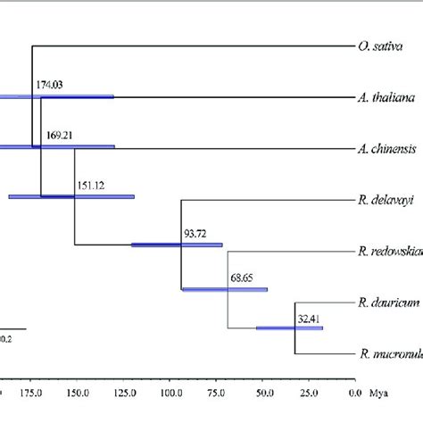 Phylogenetic Tree Showing Result From Divergence Time Analysis Using Download Scientific