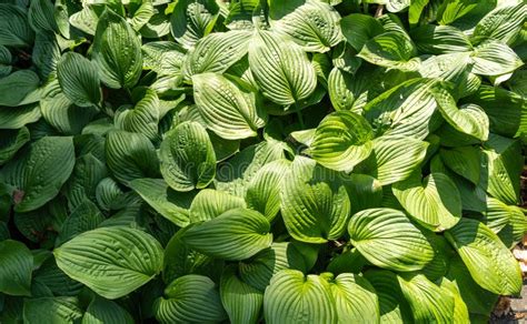 Hosta Flowers And Leaves Macro Wet Hostas Leaf Nature Pattern Funkia