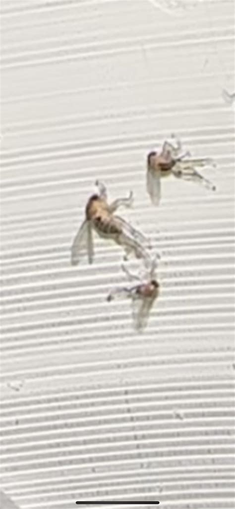 Gnats What Kind R Insectidentification