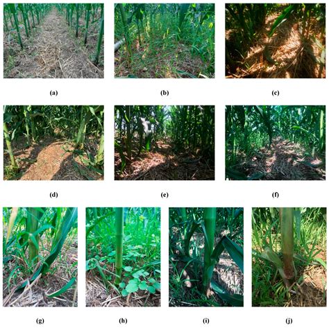 Path Tracking Control Of Field Information Collecting Robot Based On Improved Convolutional