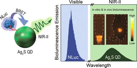 Self Illuminating Nir Ii Bioluminescence Imaging Probe Based On Silver Sulfide Quantum Dots