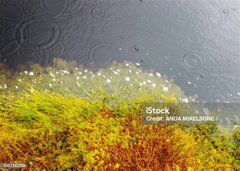 비 안개 비오는 배경에 잔디 이끼와 이끼와 전통적인 늪 식물 0명에 대한 스톡 사진 및 기타 이미지 0명 가을 늪 Istock