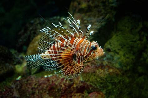 红狮子鱼pteroisvolitans有毒珊瑚礁鱼高清图片下载 正版图片505935063 摄图网