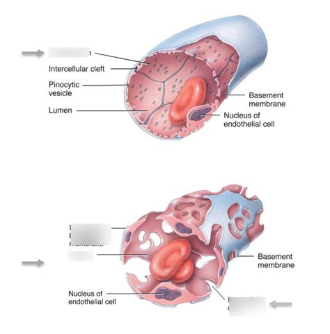 Types Of Capillaries Diagram Quizlet