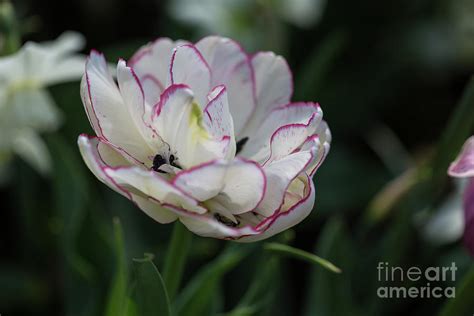 Tulip Belicia Photograph by Eva Lechner - Fine Art America