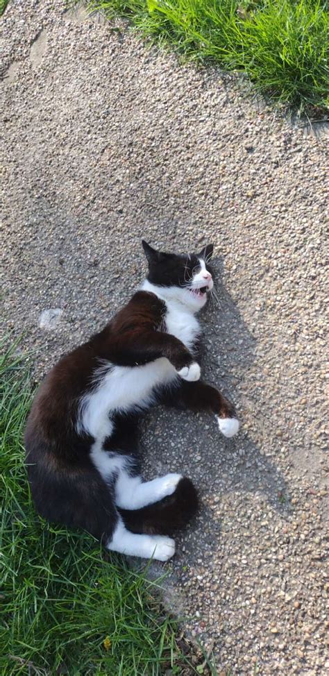 My Tuxedo Cat Rcats