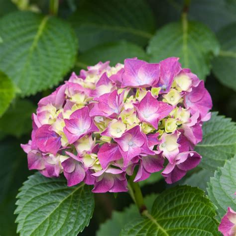 When Do Hydrangea Macrophylla Flower At Steve Courtney Blog