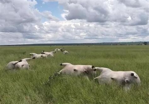 Raio Atinge E Mata 16 Cabeças De Gado Em Fazenda Durante Temporal