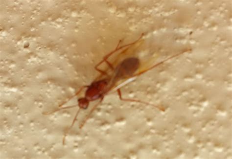 Carpenters Cd Do Carpenter Ants Kill Trees