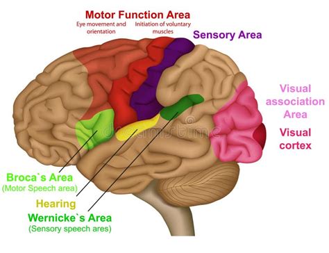 Diagrama Funcional Del Cerebro Humano Ilustración Del Vector