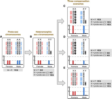 Scenarios For Dosage Compensation After Sex Chromosome Differentiation Download Scientific