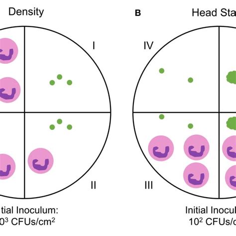Repeatability Standard Deviation Increases With The Observed Log