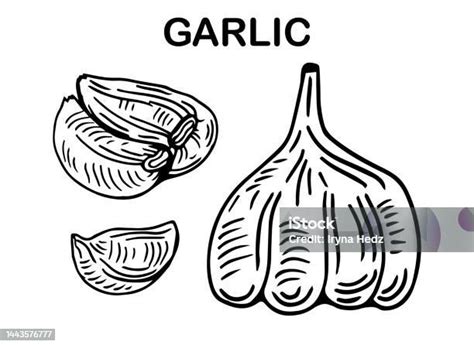 마늘 손으로 그린 벡터 일러스트 세트 고립 된 야채 정향 얇게 썬 조각 새겨진 스타일 개체입니다 상세한 채식 음식 그림 농장