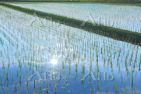 三重県 田植えの終わった水田 238686300 の写真素材 アフロ