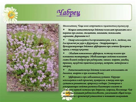 Целебные травы Дагестана - презентация онлайн