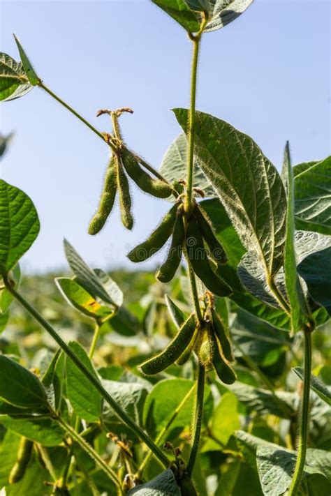 In The Middle Of The Summer On A Farm Field Growing Soybeans Stock