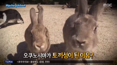 오쿠노시마 일본의 토끼섬2차 세계대전 군비 절감→독가스 실험의 산물 비즈엔터