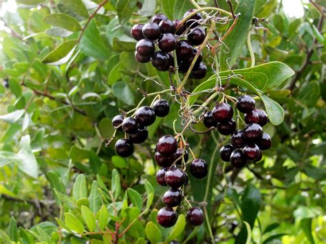 Imatges De Menorca Plantes De Menorca Aritja Eura Del Diable