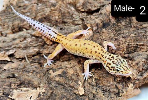 Леопардов гекон МОРЕЛИЯ ЕООД