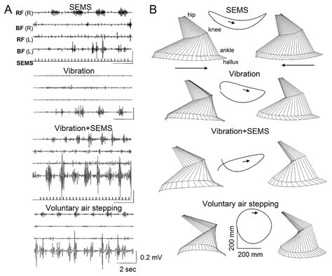 Emg And Kinematics Features Of Locomotor Patterns Induced Under Each Download Scientific