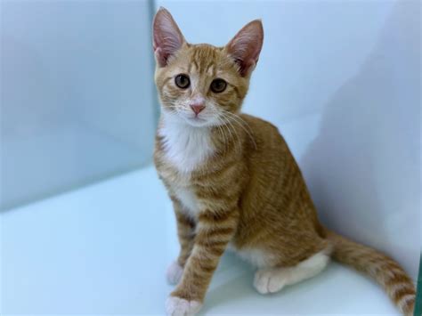 코리안숏헤어 혜도 유기묘무료입양사이트 비숑프리제파양 포메라니안파양 말티즈파양 말티푸파양 푸들파양 먼치킨파양 랙돌파양 브리티쉬숏헤어파양 스코티쉬폴드파양 러시안블루파양 강아지