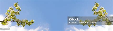 꽃 자연 꽃 계절 부활절 배경과 사과 나무의 신선한 봄 가지를 Defocus 푸른 하늘 아름 다운 꽃이 만발한 사과 나무입니다 공간을 복사합니다 추상 배너입니다 초점이 맞지