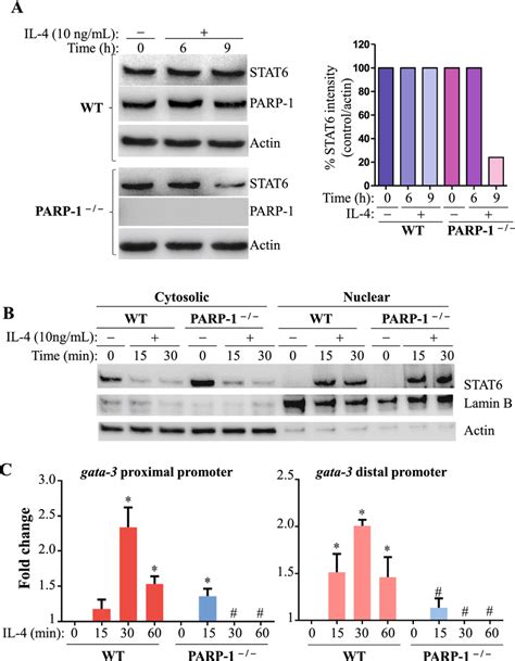 Parp 1 Influences Stat6 Protein Level And Regulates Its Occupancy On