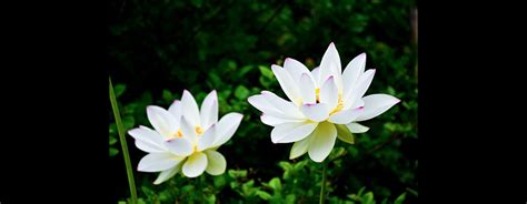 Монгол үндэсний оньсон тоглоом Aрдын уламжлалт өрж эвлүүлдэг Долоодой Жигтэйхэн 7 хавтгай