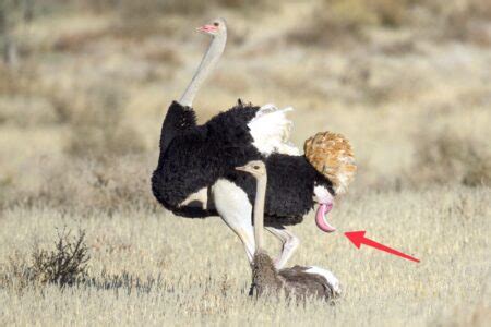 The Ostrich Penis Why Is It Unique Among Birds