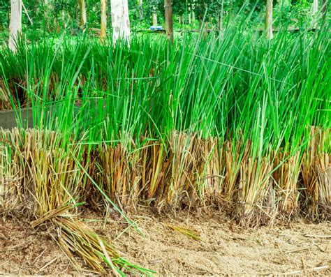 Benefits of the Essential Oil Found in Vetiver – The Vetiver Lady