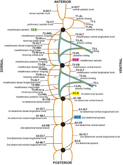 Comparative Anatomy Of The Insect Tracheal System Part 1 Introduction Apterygotes Paleoptera