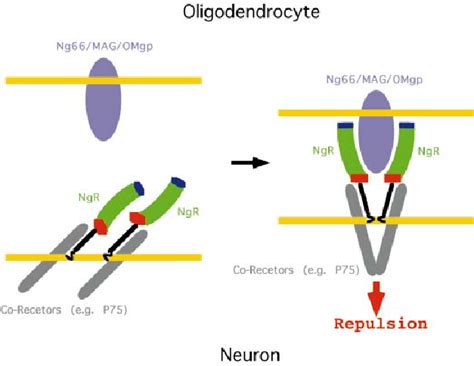 A Model For Initiation Of The Repulsive Signaling Mediated By NgR Download Scientific Diagram