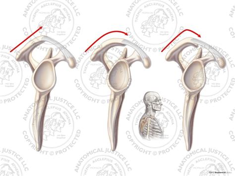 Acromion Process