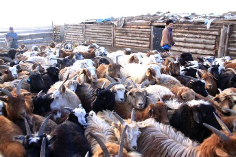 МАЛ ТООЛЛОГО ЭХЛЭВ