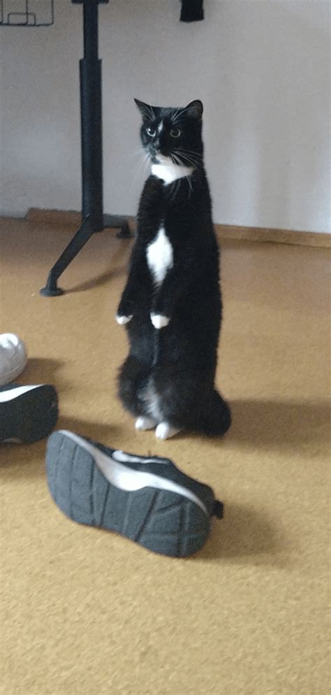 My Tuxie Auditioning To Be A Meerkat R Tuxedocats