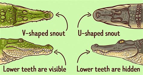 Alligator To Crocodile