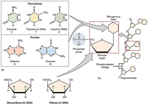 Deoxyribose Definition And Structure Biology Dictionary