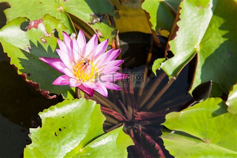 莲花高清摄影大图 千库网