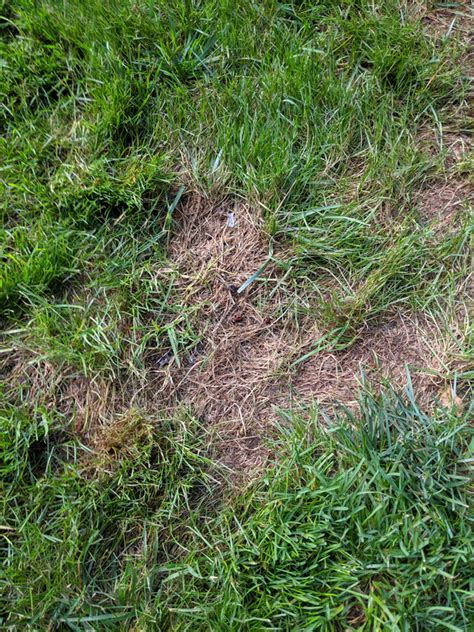 Pythium Lawn Care Forum