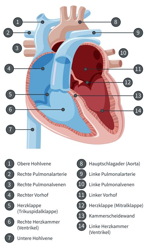 Herz Malen Anatomie Herz Zeichnen Lernen Schritt Für Schritt Tutorial
