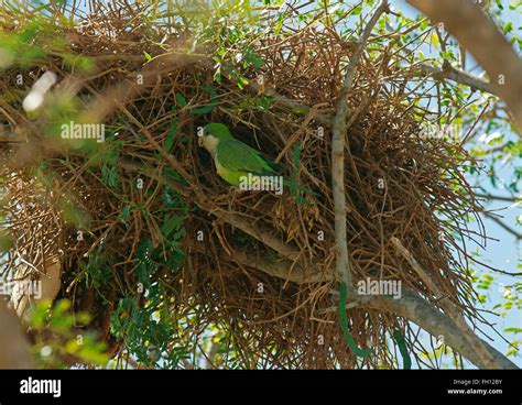 Monk Parakeet Myiopsitta Monachus In Front Of Its Nest Pantanal
