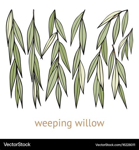 Weeping Willows Drawings