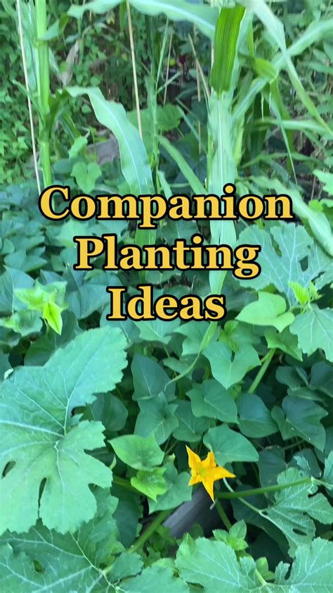 Companion Planting Corn Squash Full Guide On Corn Companion Plants