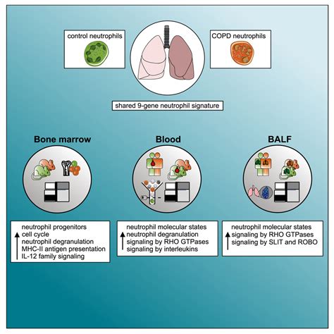 Manual Differential Neutrophils At Cody Low Blog